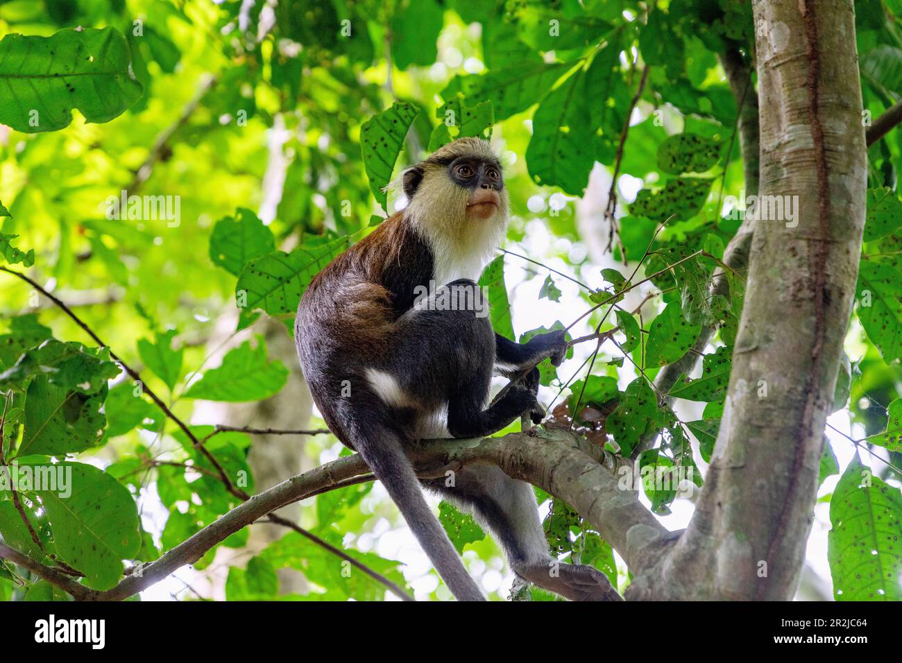 Mona Monkey at the Tafi Atome Monkey Sanctuary at Kpando in the Volta ...