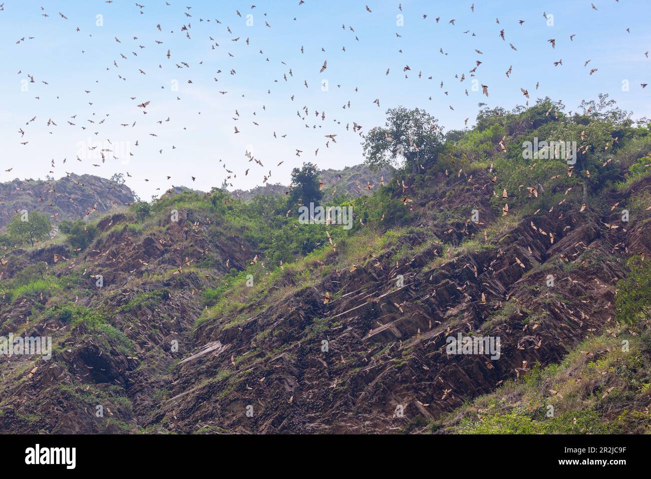 Fruit bats in the rock face at Wli Waterfall in Agumatsa Nature Reserve ...