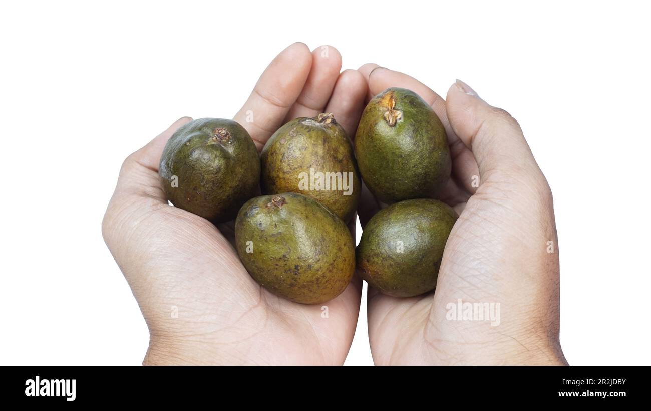 Matoa tree hi-res stock photography and images - Alamy