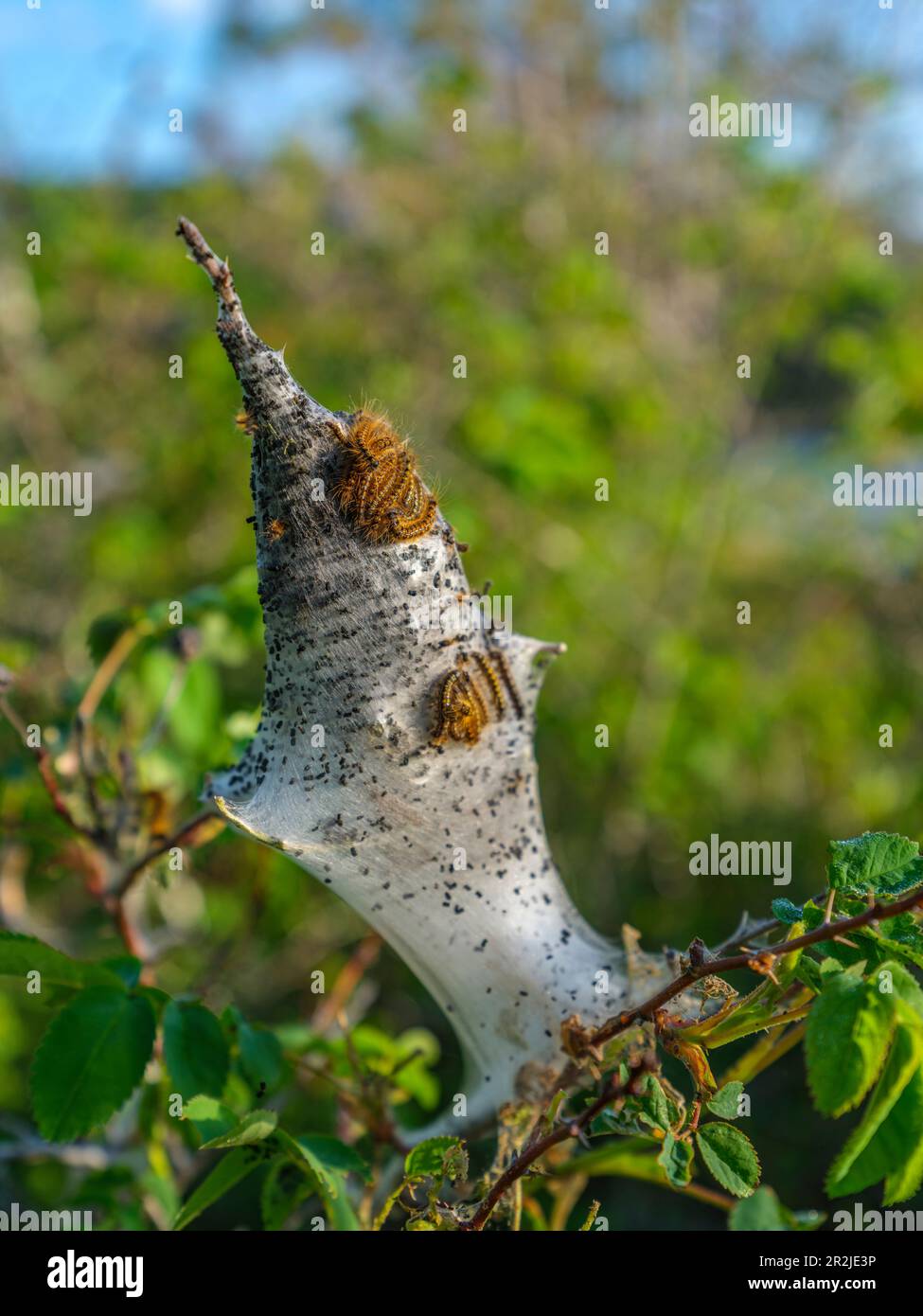 An infestation of Western Tent Caterpillars (Malacosoma californica ...
