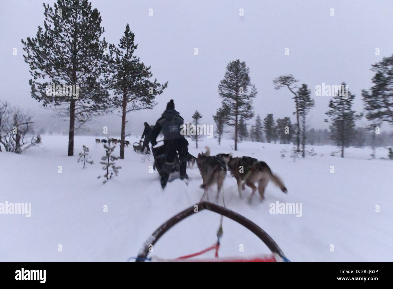 Lapland husky family hi-res stock photography and images - Alamy