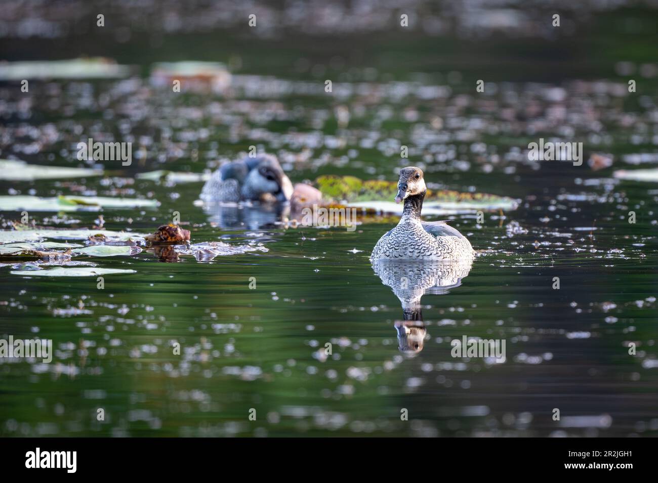Green pygmy goose hi-res stock photography and images - Alamy