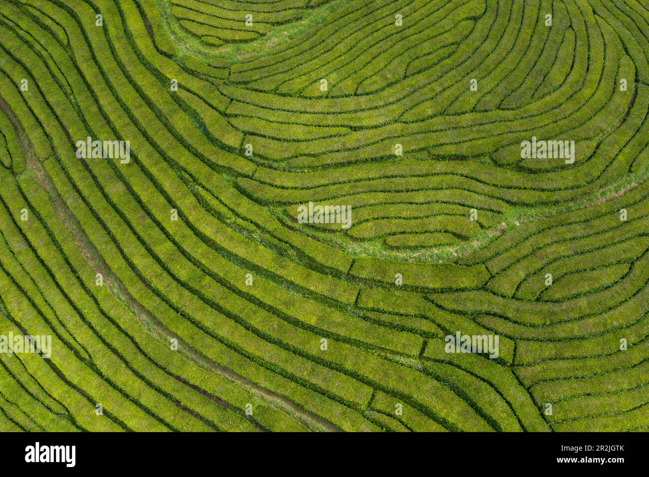 Fábrica de chá gorreana azores hi-res stock photography and images - Alamy