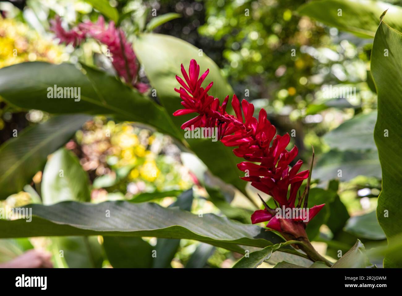 Grenada caribbean flowers hi-res stock photography and images - Alamy