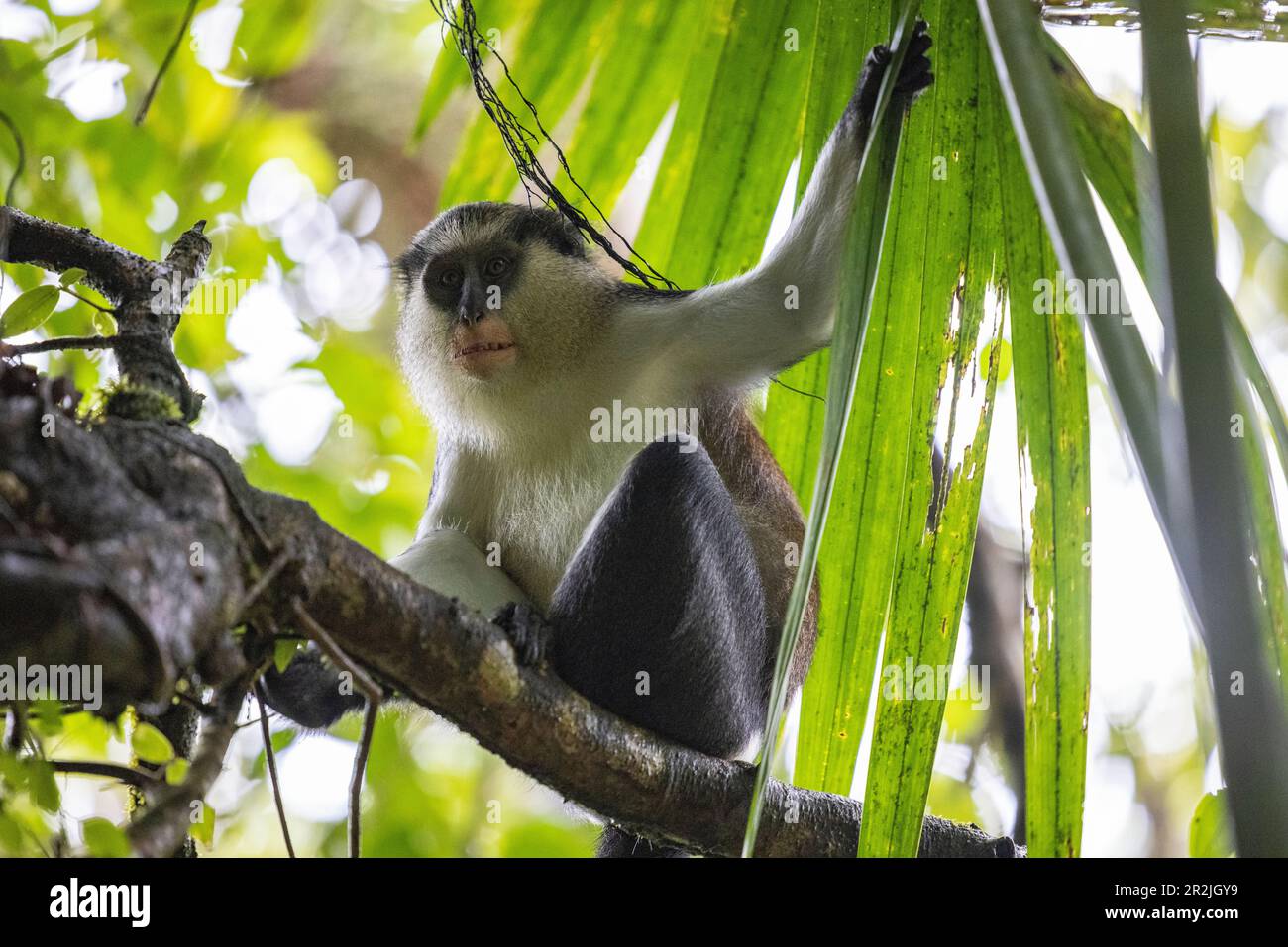 Mona Monkey (Cercopithecus mona) on tree near Grand Etang Lake, Grand ...