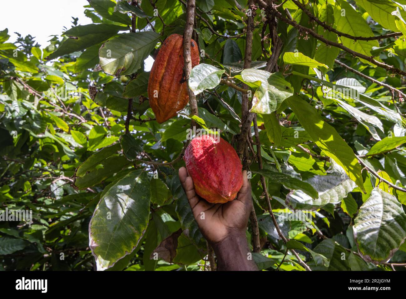 Hand holding cocoa pod on a tree, Saint David, Grenada, Caribbean Stock ...