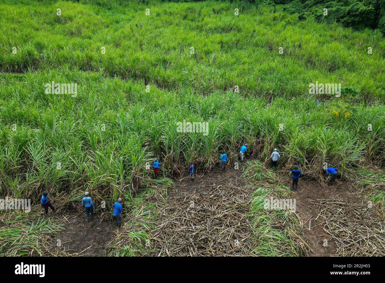 Aerial view of workers harvesting sugar cane in a field owned and ...