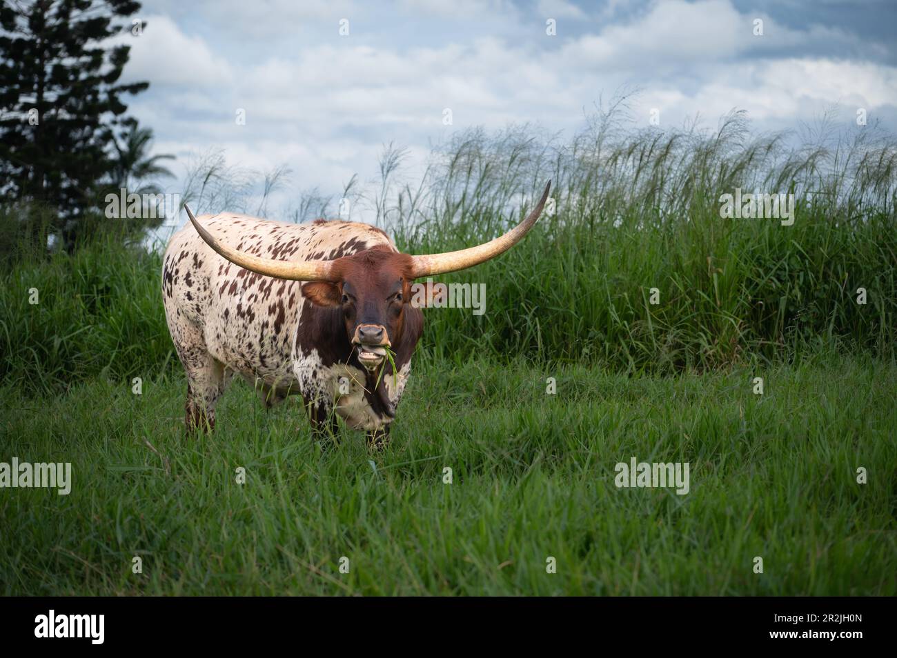 Texas Longhorn cattle standing facing forward in a rich green, long ...