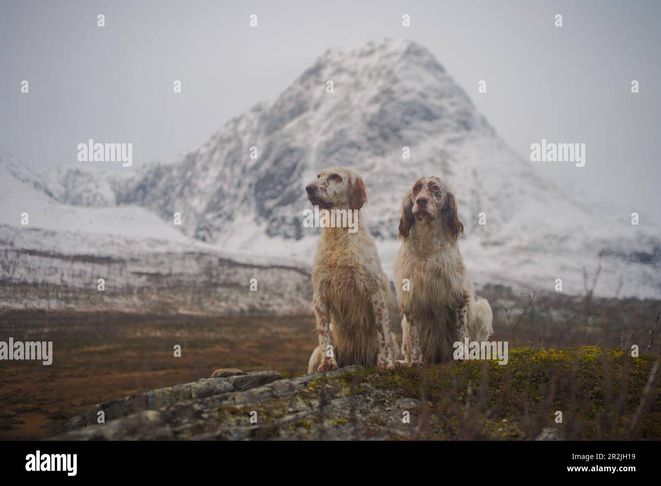 Two english setter dogs sitting in the wide open landscape of northern ...