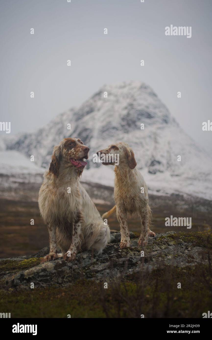 Two english setter dogs sitting in the wide open landscape of northern ...