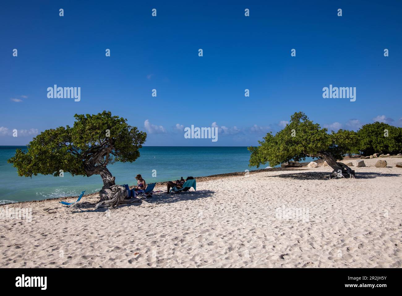 Fofoti trees hi-res stock photography and images - Alamy