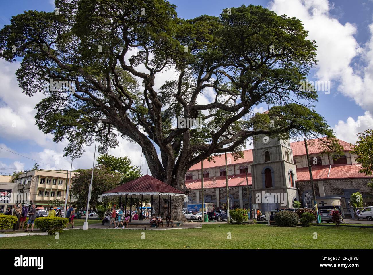 Giant tree at Derek Walcott Square, Castries, St. Lucia, Caribbean ...