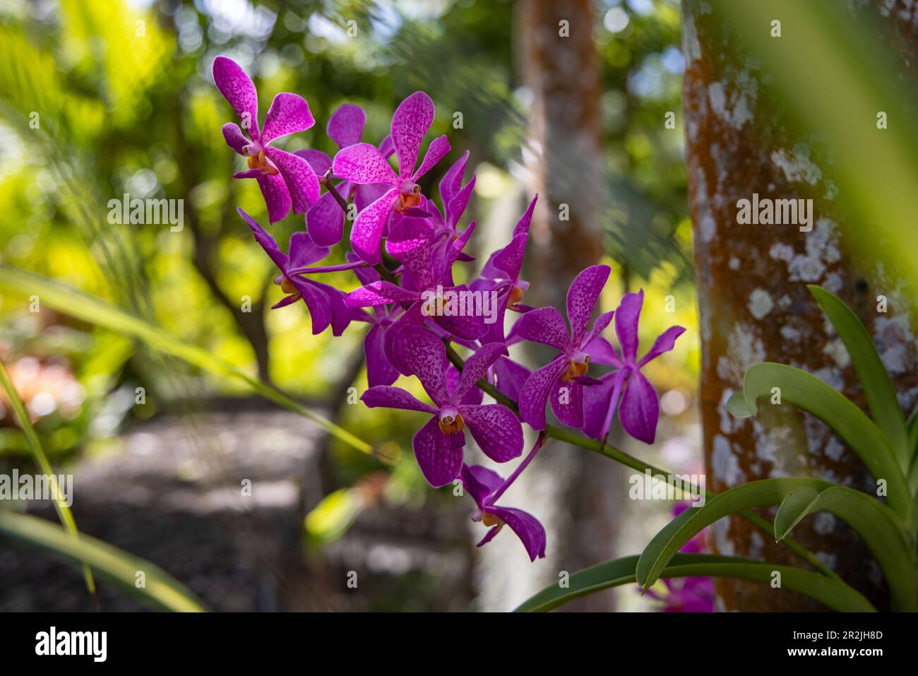 Purple orchid in the Nevis Botanical Garden, Nevis Island, Saint Kitts ...