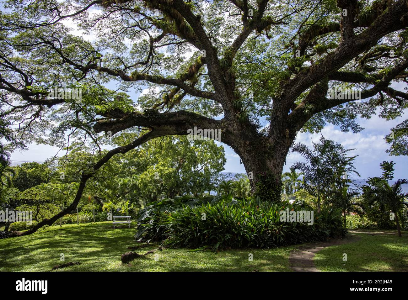 Majestic 400 year old Saman tree in the gardens of Romney Manor, St ...