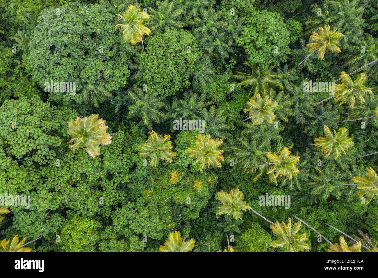 Caribbean island birds eye hi-res stock photography and images - Alamy