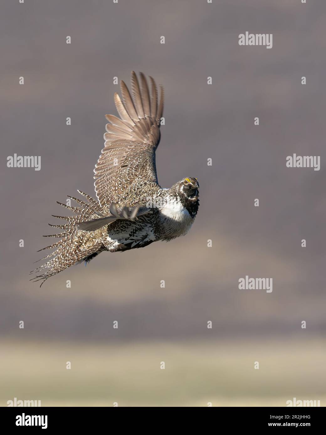 A male Greater Sage Grouse in flight Stock Photo - Alamy