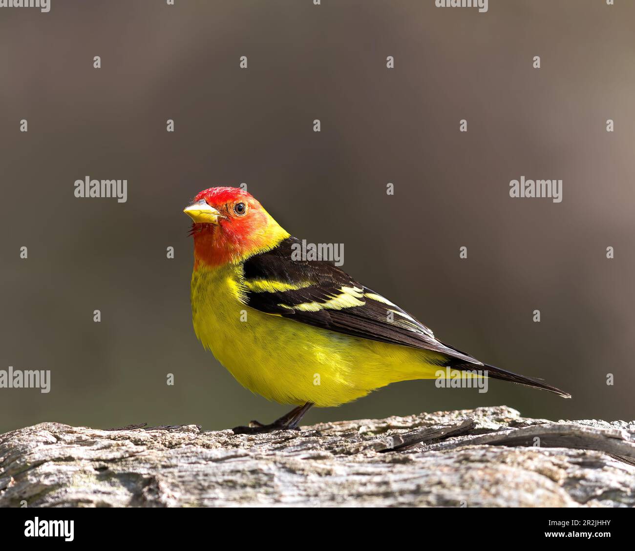 A male Western Tanager perches in the morning light Stock Photo - Alamy
