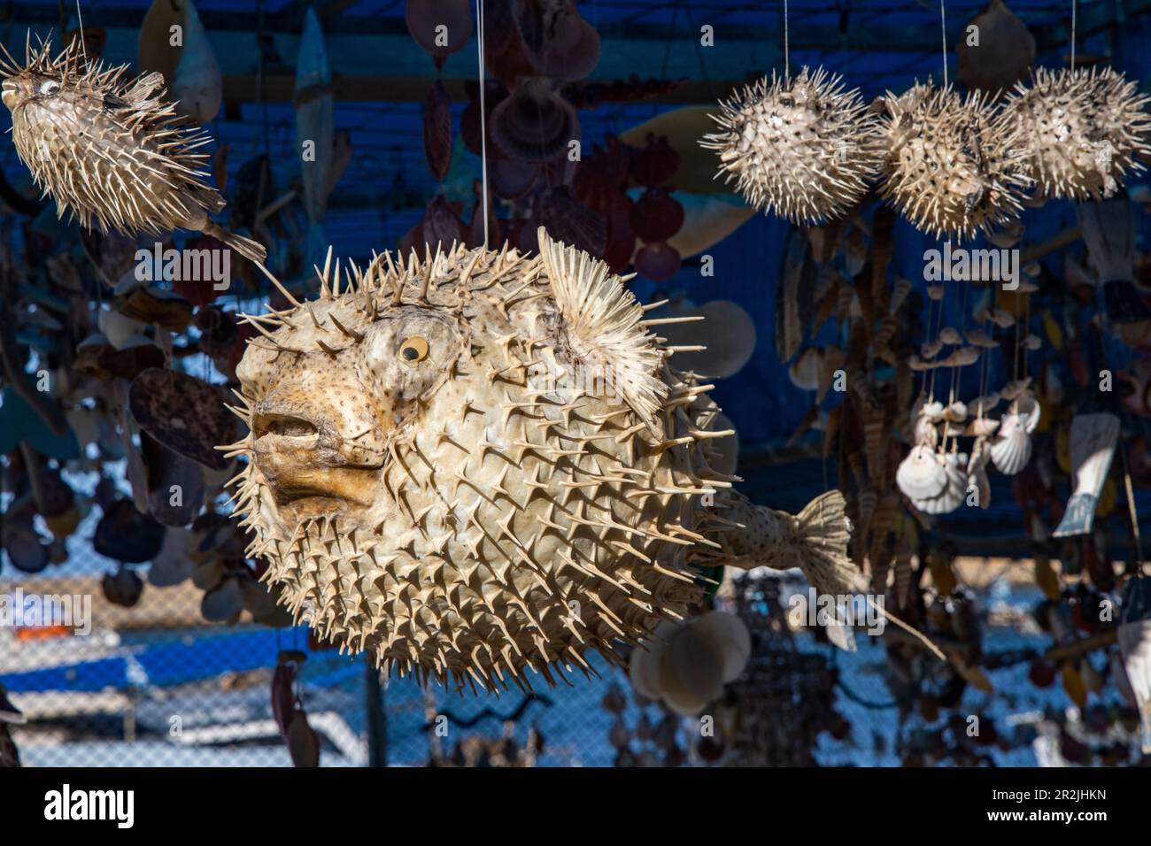 Dried puffer fish for sale at souvenir stall on fishing boat, Chania ...