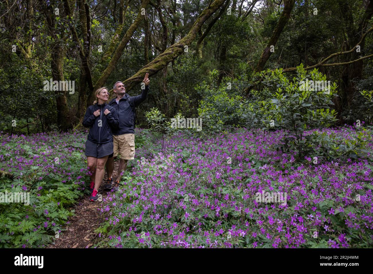 Hiking excursion through mystical forest with wildflowers for ...