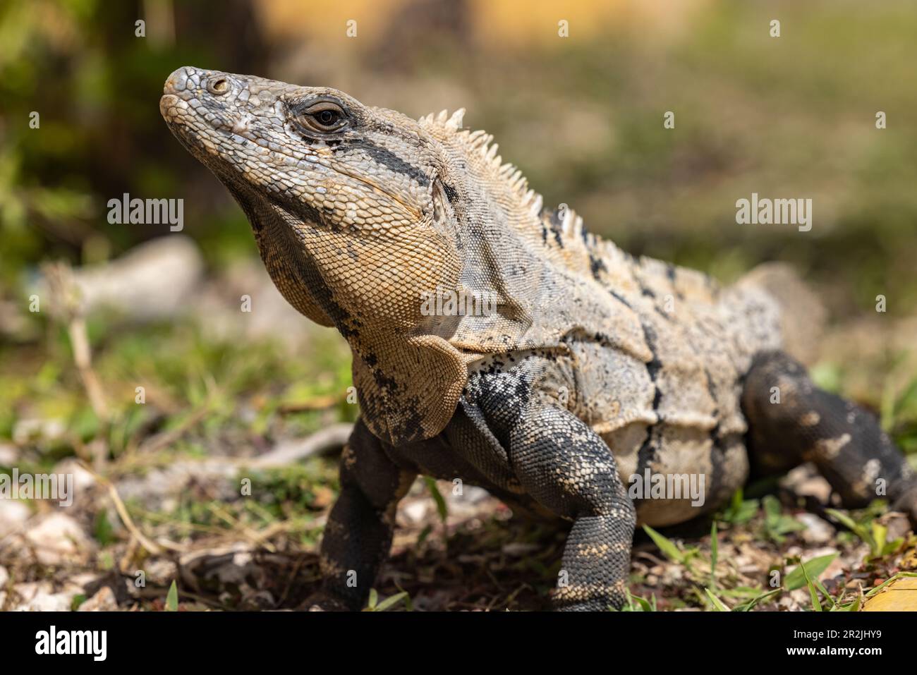 Portrait of an iguana (Iguana iguana), Mahahual, Costa Maya, Quintana ...