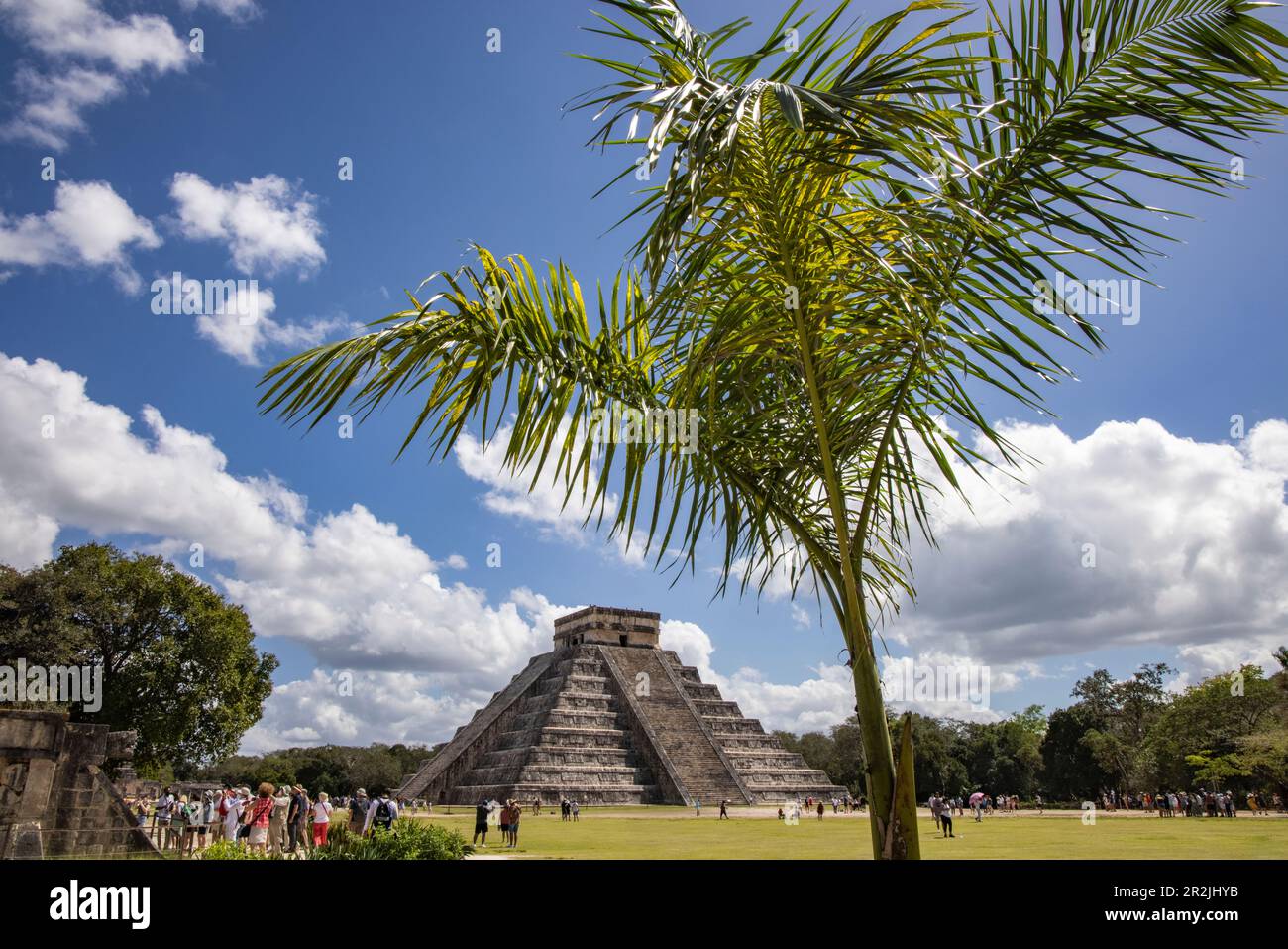 Palm tree and El Castillo Pyramid (Temple of Kukulcán) at the Chichen ...