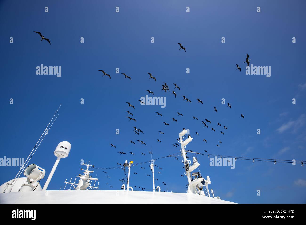 Magnificent Frigatebirds (Fregata magnificens) soar above expedition ...