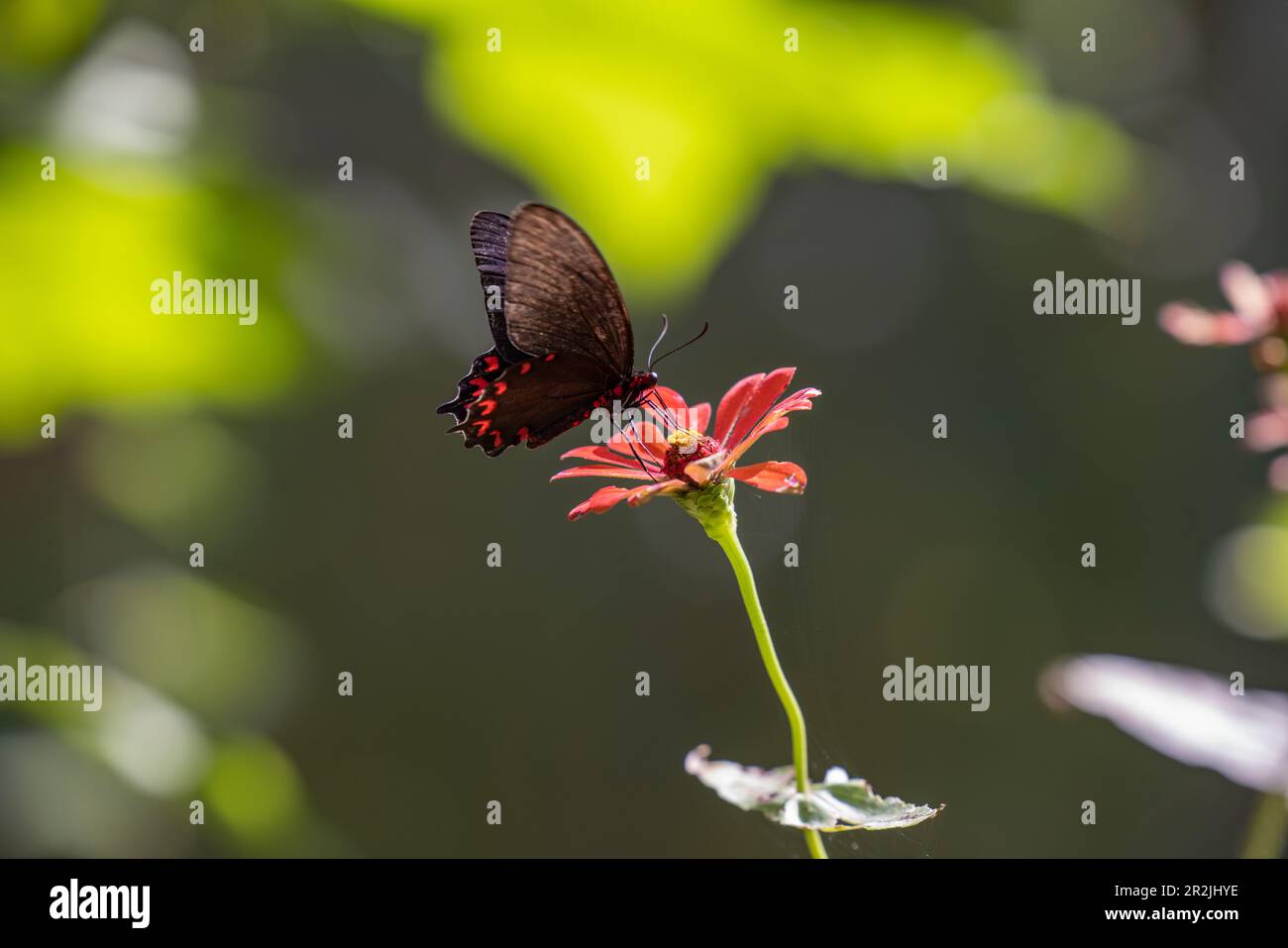Butterfly at Mayan Eden Eco Park, Roatan, Bay Islands, Honduras ...