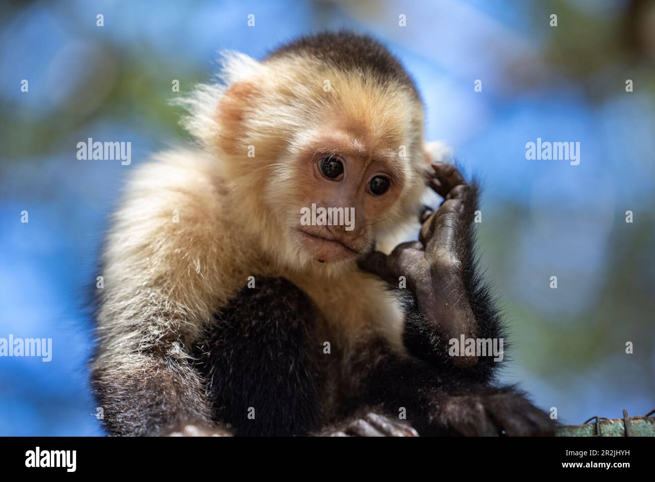 "Hello? Hallooo?" – Capuchin monkey using imaginary mobile phone at ...