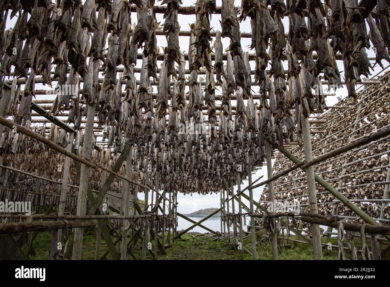 Skrei cod drying on wooden racks, Henningsvaer, Lofoten, Nordland ...