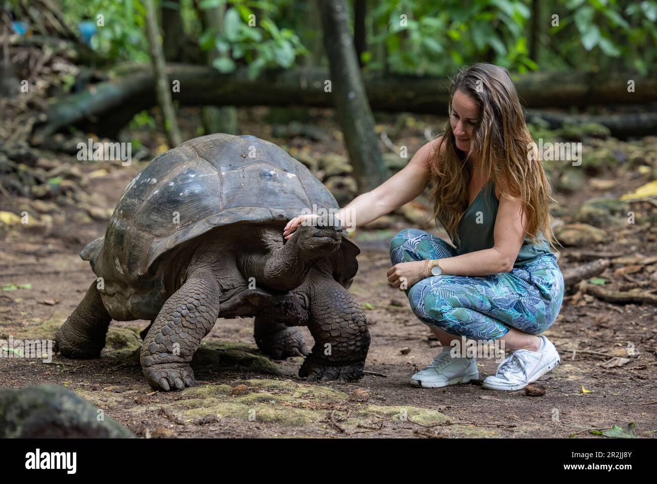 Young woman stroking head of giant tortoise inside island, Cousin ...
