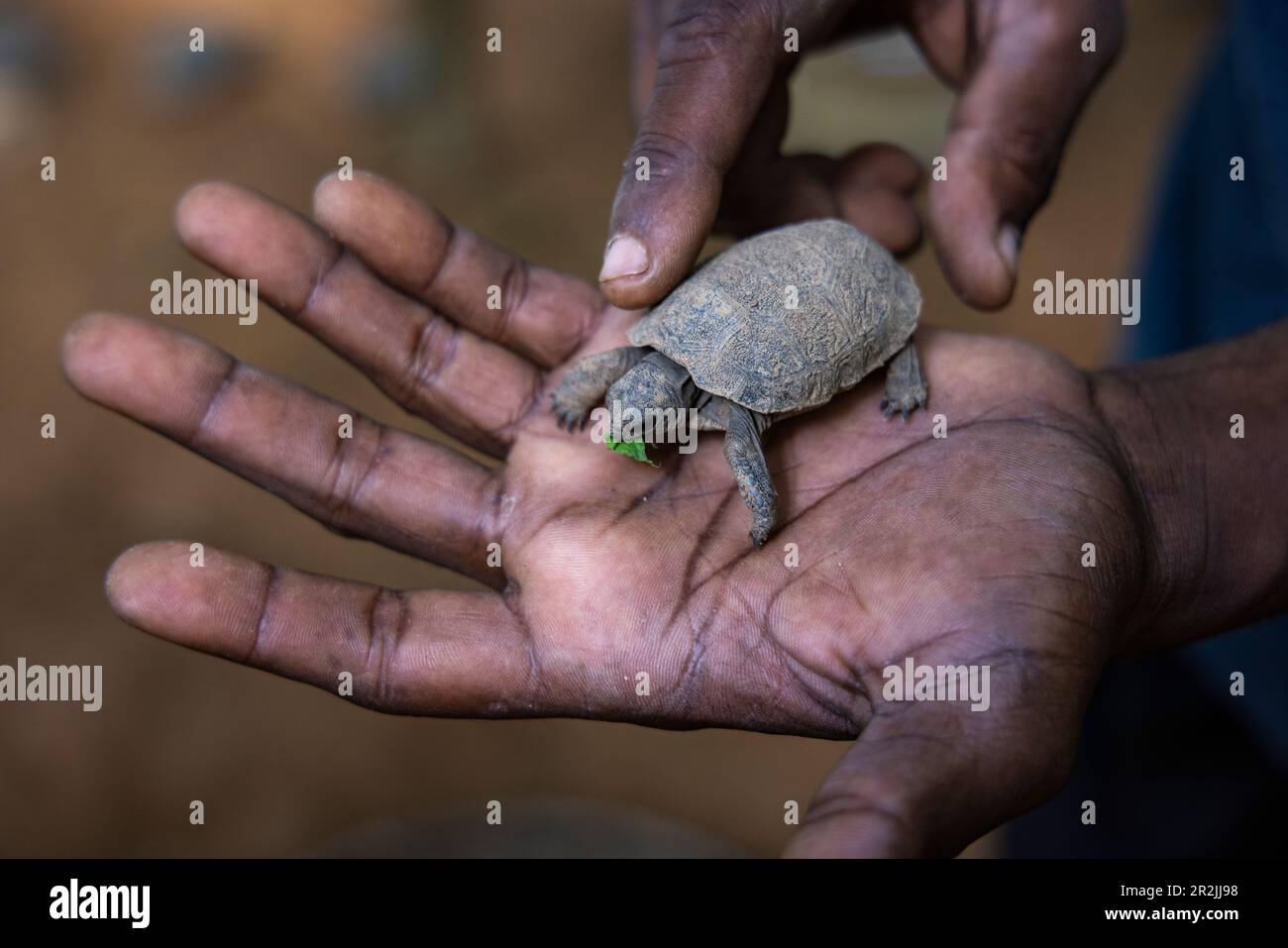 Baby giant tortoise in hand, Moyenne Island, St Anne Marine National ...