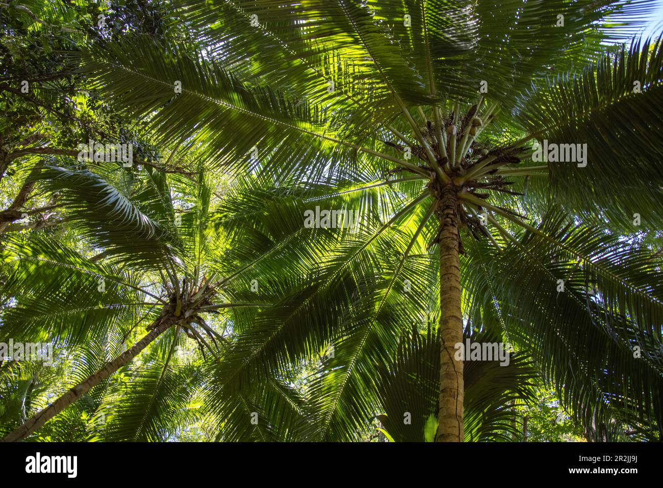 Looking up at coconut trees, Moyenne Island, St Anne Marine National ...