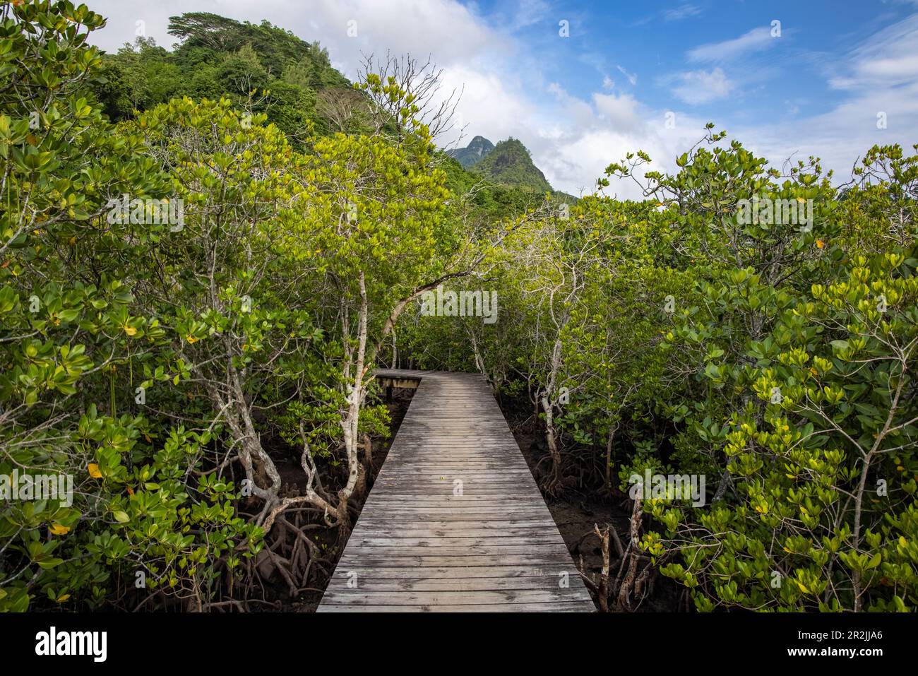Boardwalk path over mangroves along the west coast, Mahé Island ...
