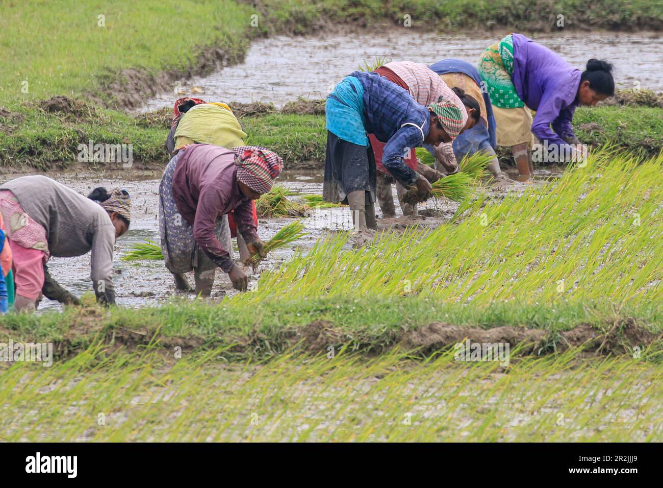 Bangladeshi farmers are planting paddy in the field hi-res stock ...
