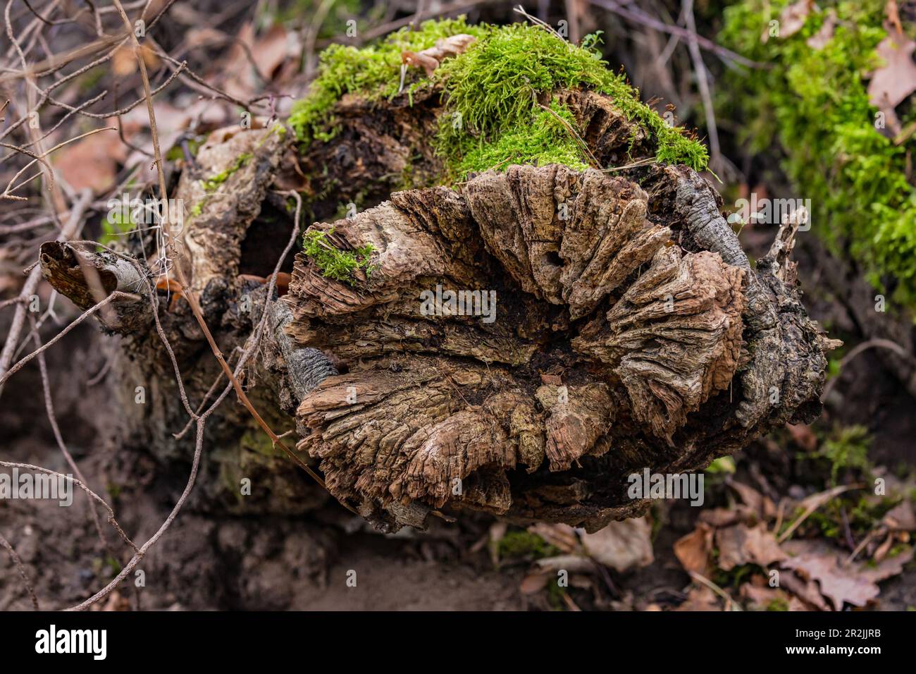 Focus stacking shot of a root face in a tree stump in the forest in ...