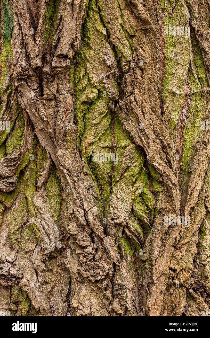 Close-up of the structures and grain of the bark with moss on the trunk ...