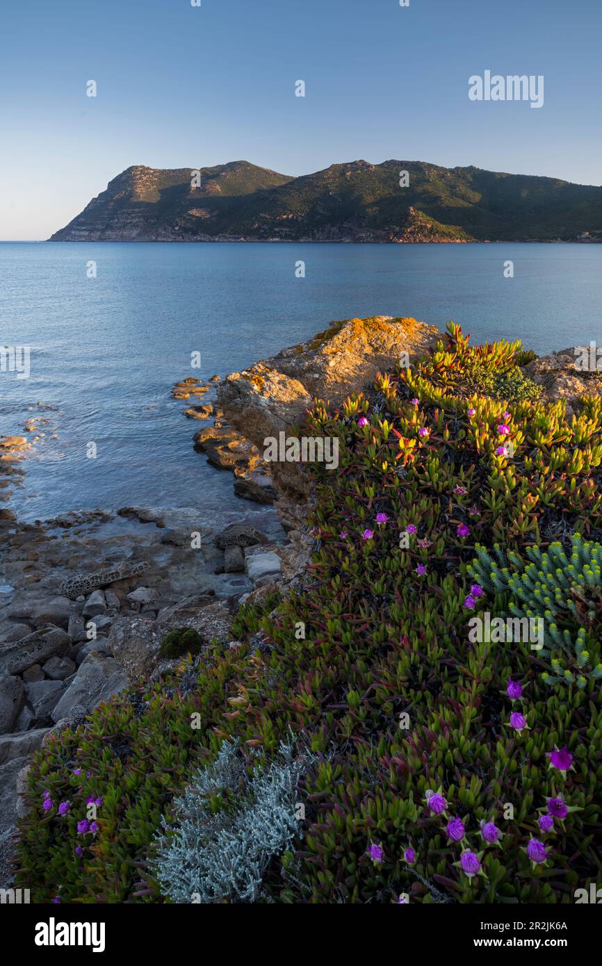 Coast at Spiaggia di Porto Ferro, Logudoro, Sardinia, Italy Stock Photo ...