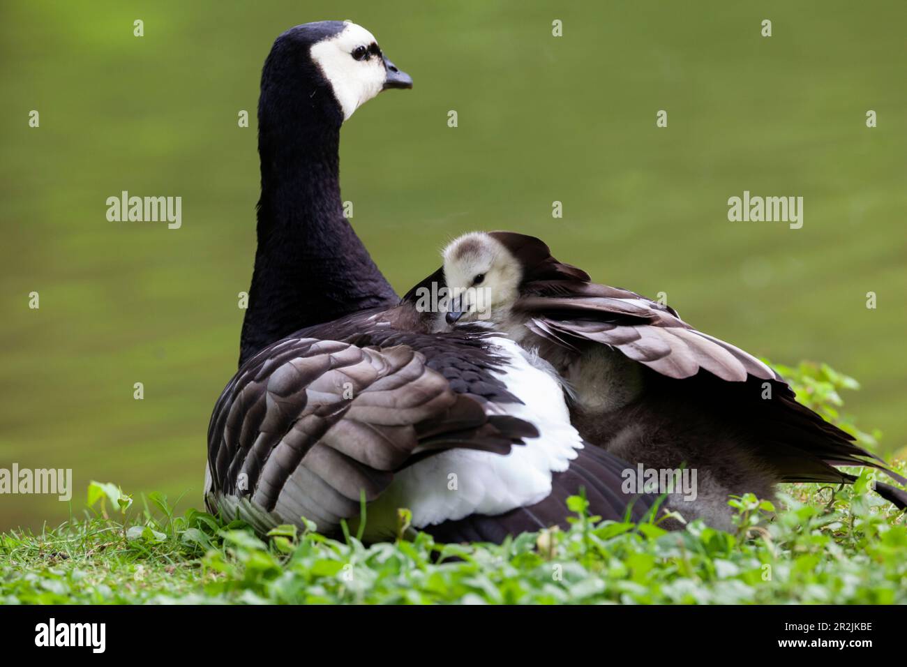 Barnacle goose with chicks (Branta leucopsis), Bavaria, Germany Stock ...