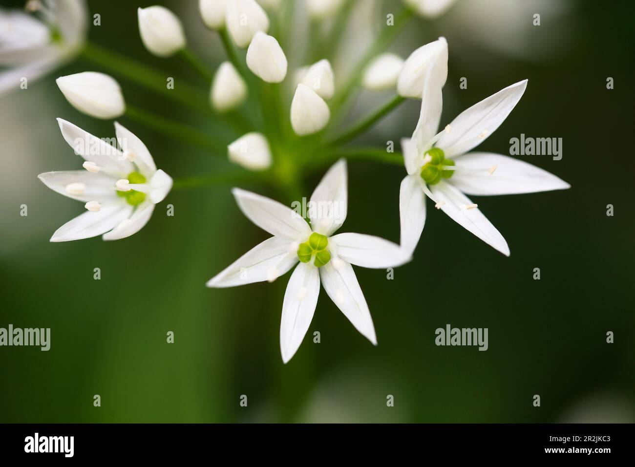 Wild garlic (Allium ursinum), flowering, spring, Oberbvayern, Germany ...