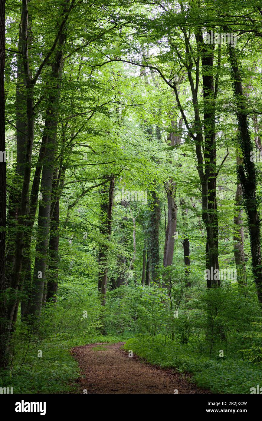 Path through mixed deciduous forest in spring with beech, maple and oak ...