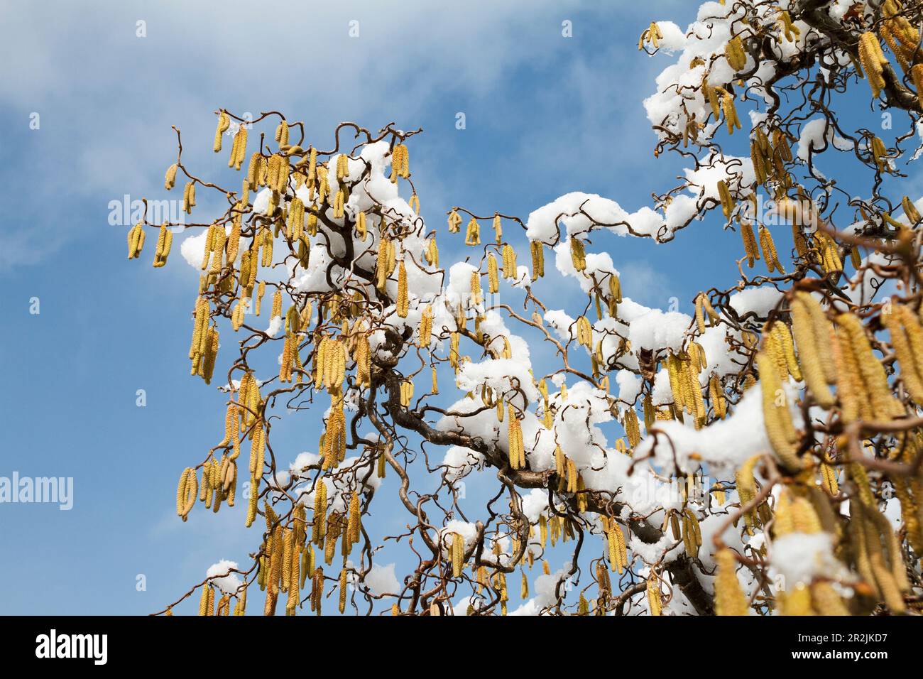 Corkscrew hazel (Corylus avellana) cultivar Contorta, snow, Germany ...