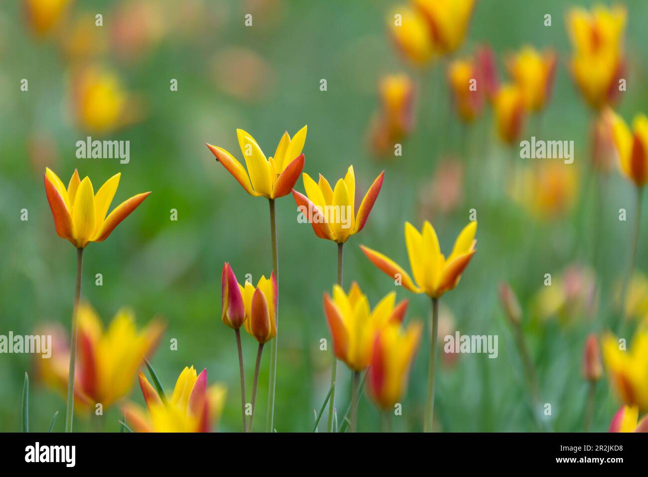 Spring garden germany hi-res stock photography and images - Alamy