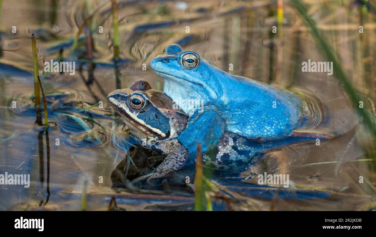 Moor Frogs mating, Rana arvalis, Upper Franconia, Bavaria, Germany ...