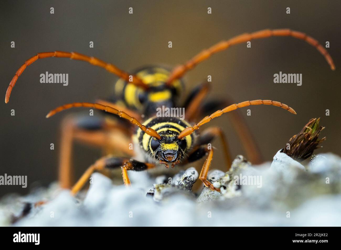 Oak ram buck, mating (Plagionotus arcuatus), Upper Bavaria, Germany ...