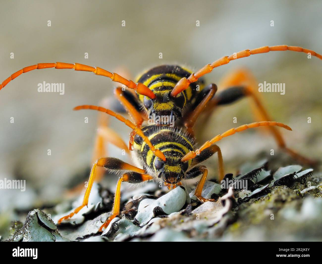Oak ram buck, mating (Plagionotus arcuatus), Upper Bavaria, Germany ...