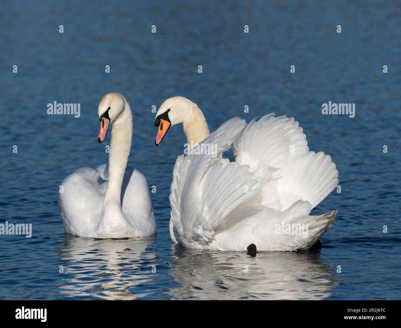 Photo pair mute swans hi-res stock photography and images - Alamy