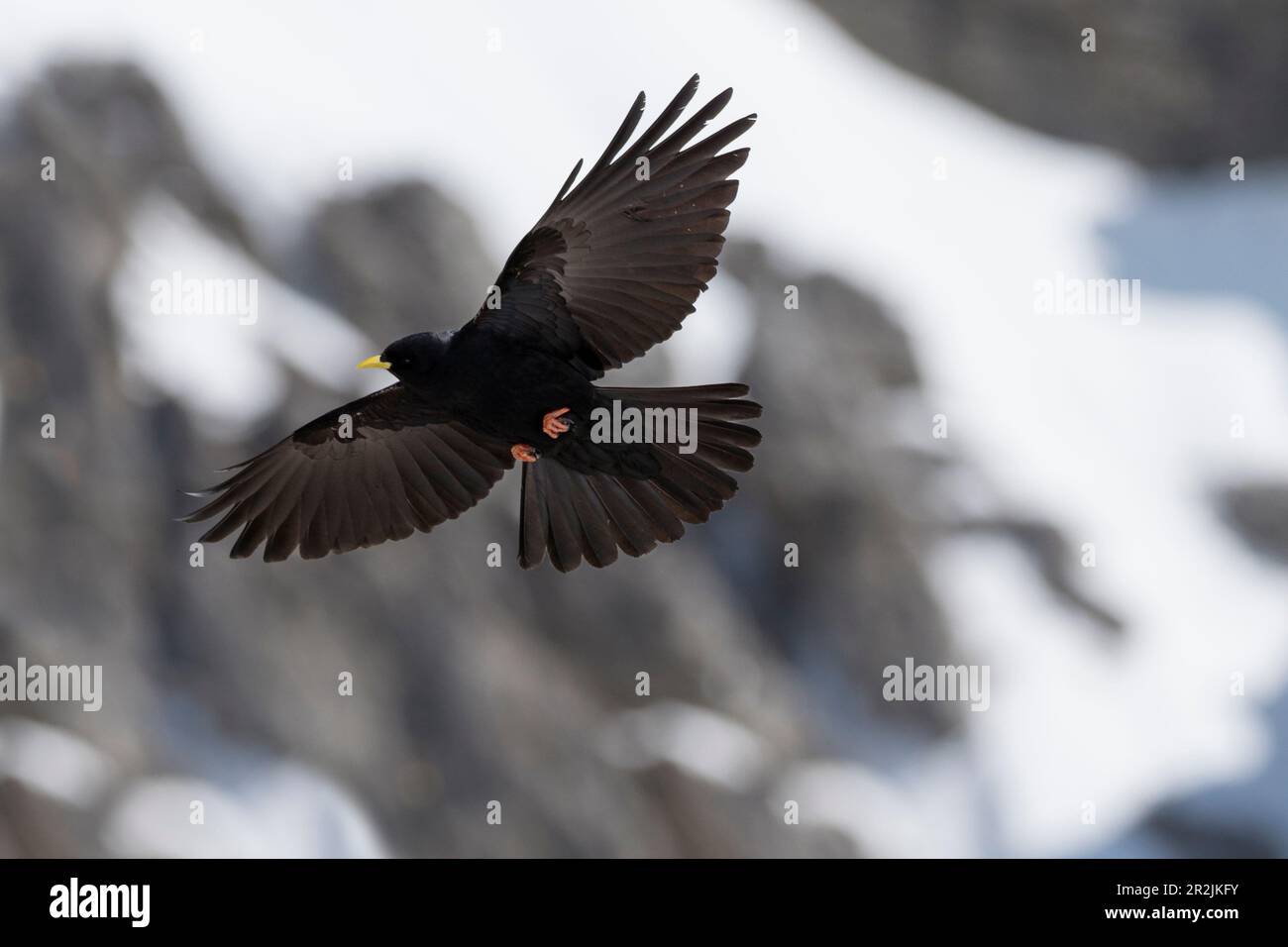 Chough in flight over mountain peaks, Pyrrhocorax graculus, Karwendel ...