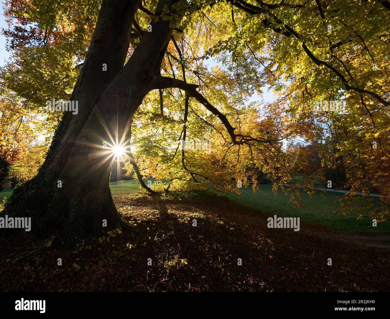 Copper beech trees at dusk hi-res stock photography and images - Alamy