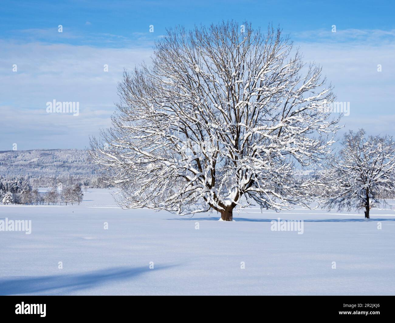Deciduous tree in the snow, Upper Bavaria, Germany Stock Photo - Alamy