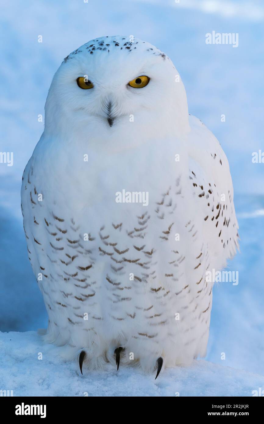 Close up female snowy owl hi-res stock photography and images - Alamy